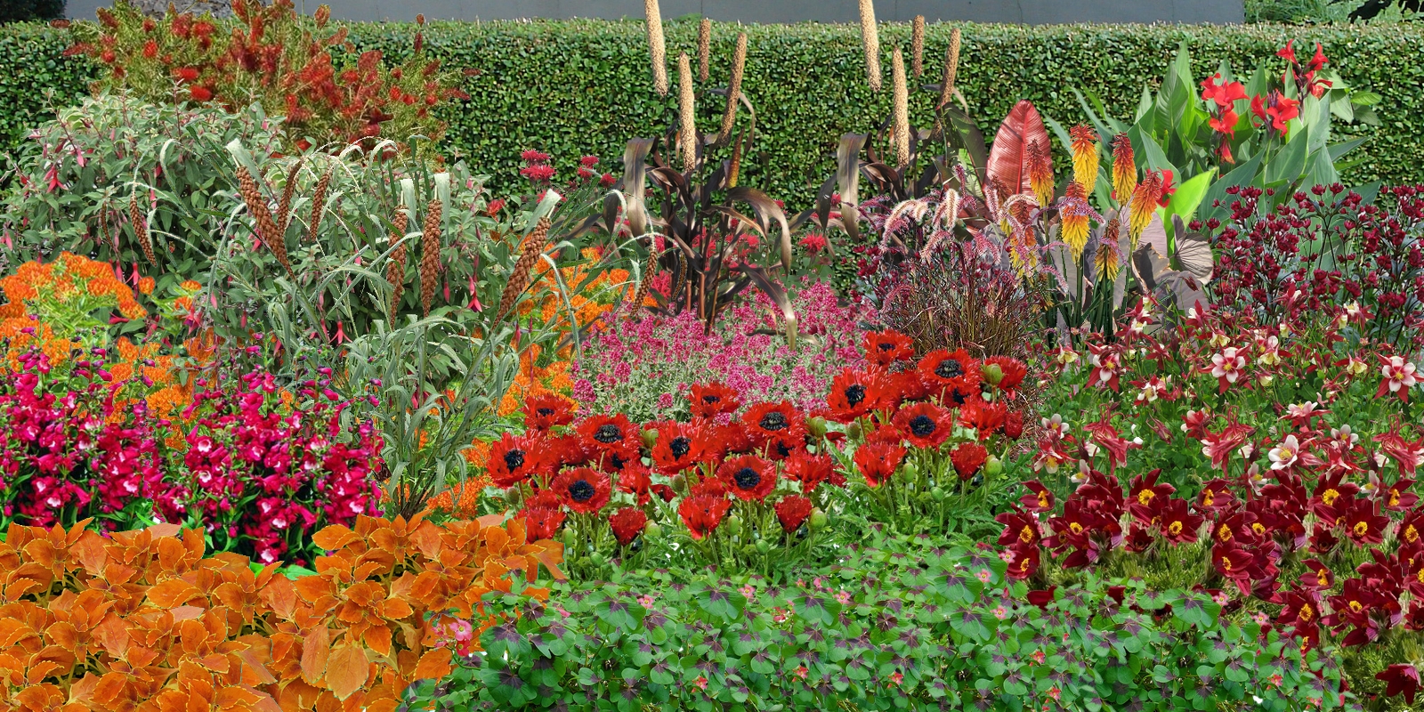 Créer un massif de fleurs rouges Créer un massif de fleurs rouges